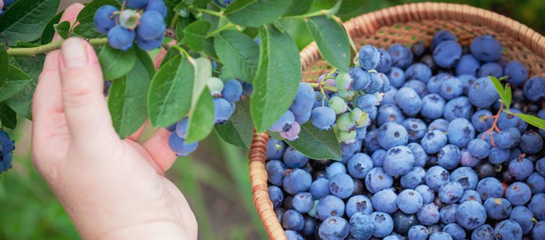 Top 5 North Georgia Peach Orchards | Georgia Cabins For You